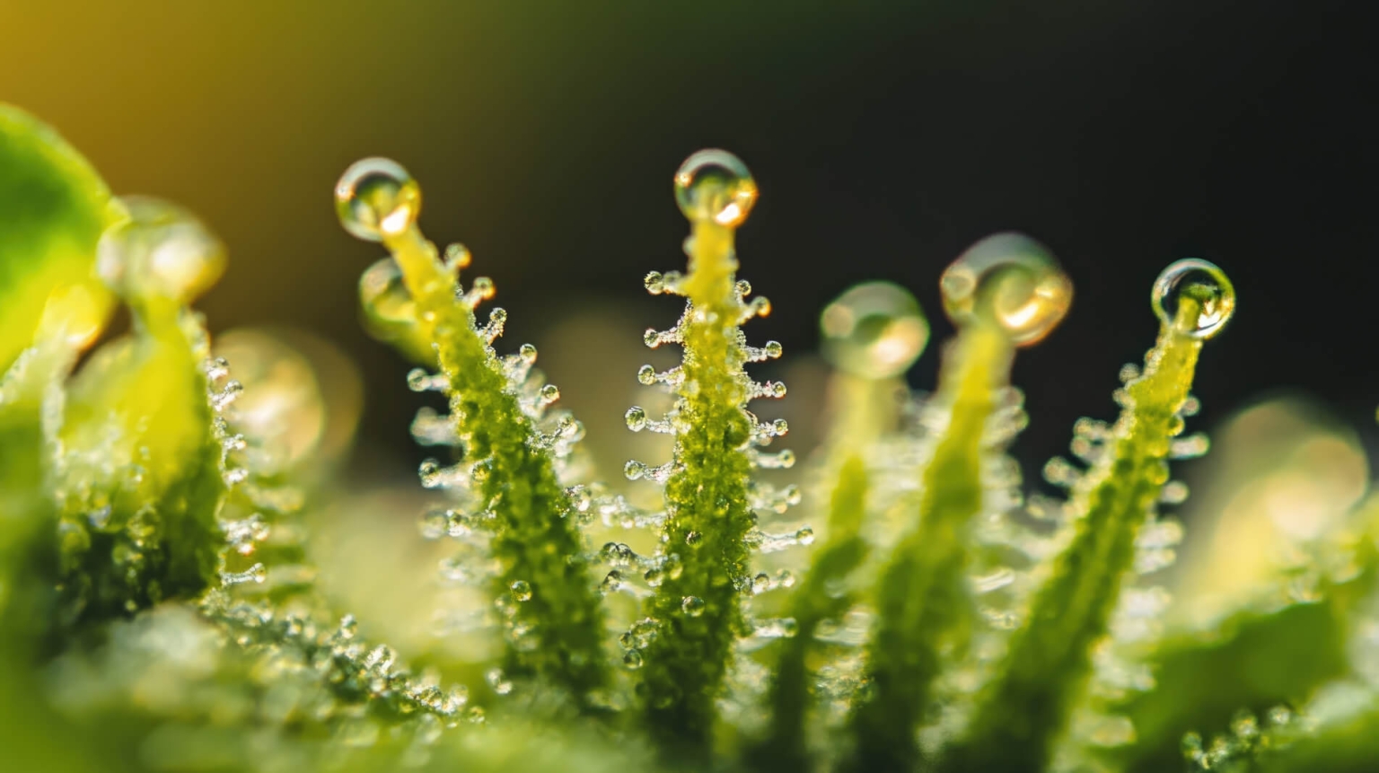 Cannabis Trichomes: Definition, Functions & Benefits Explained